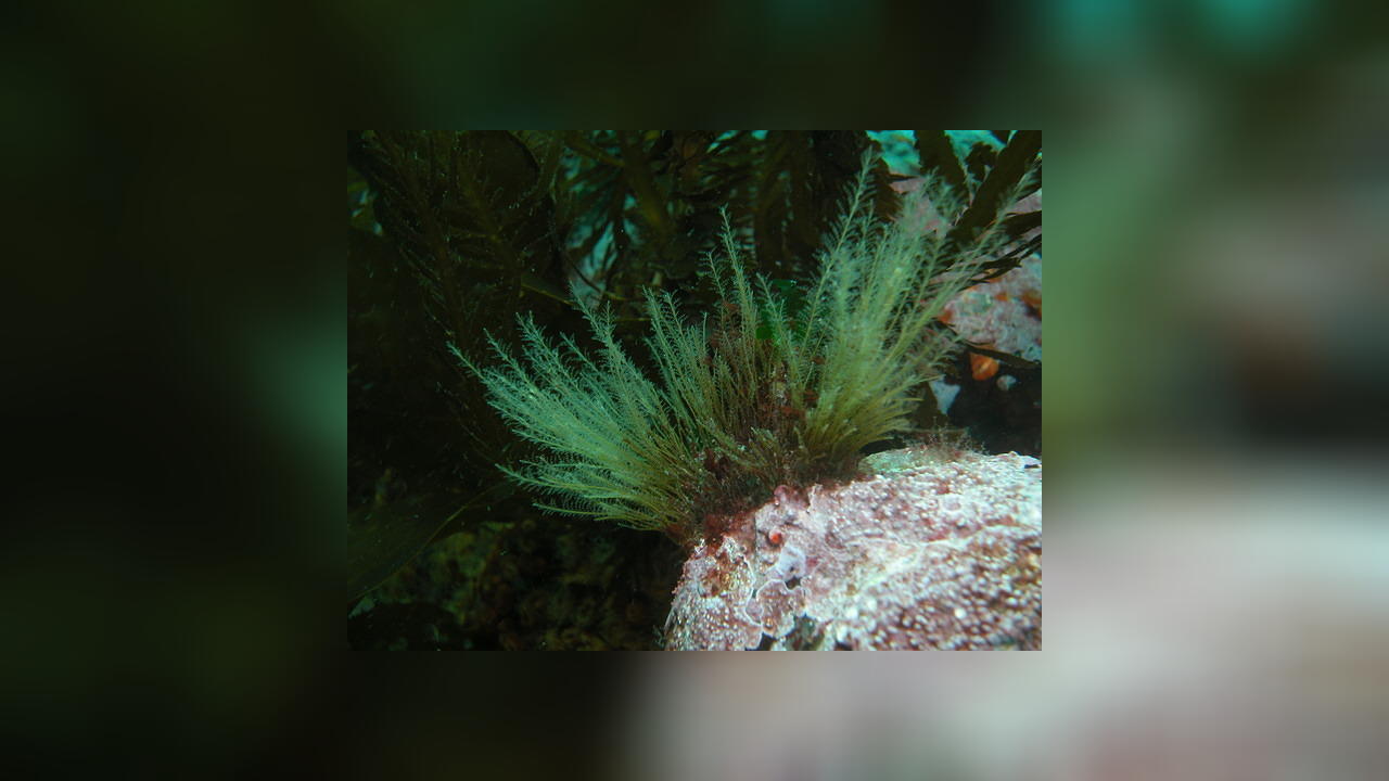 Plumularia setacea Plumed hydroid, Little seabristle,Glassy Plume Hydroid