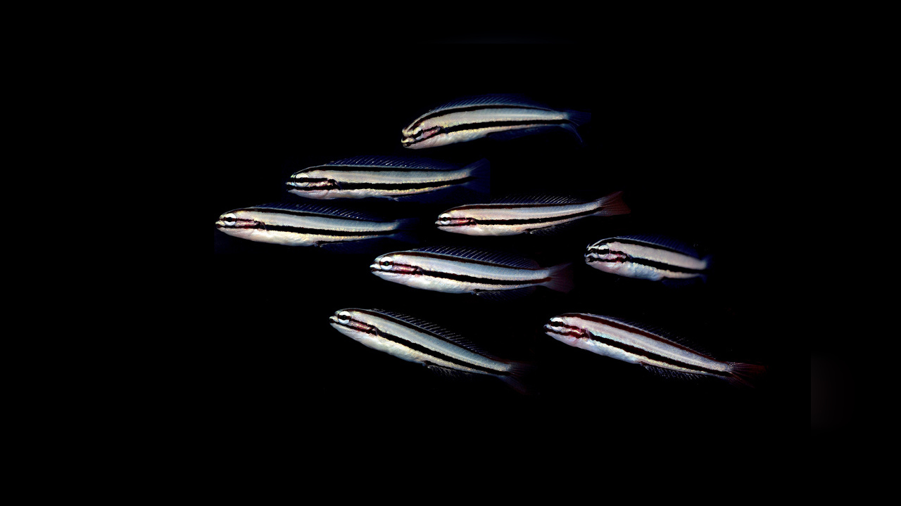 Meiacanthus ditrema One-striped poison-fang blenny