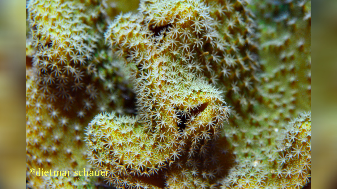 Sarcophyton sp. 03 Lether Coral