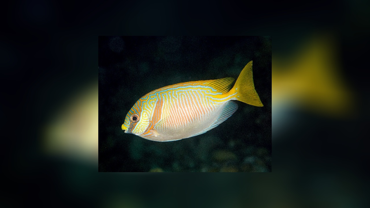 Siganus doliatus Picot cerclé