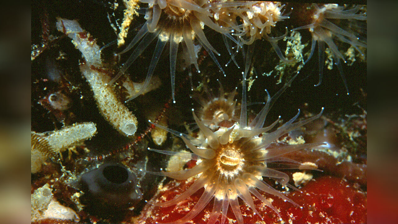 Epizoanthus arenaceus Mittelmeer-Krustenanemone