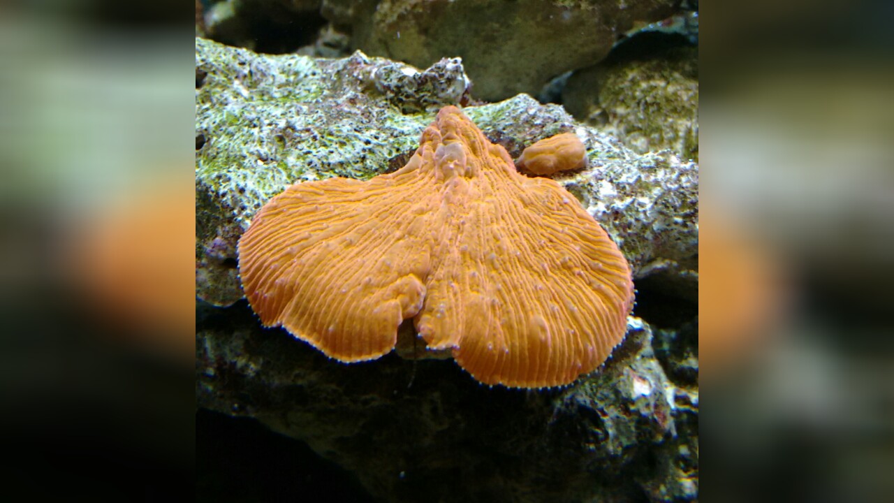 Cycloseris fragilis Diaseris fragilis