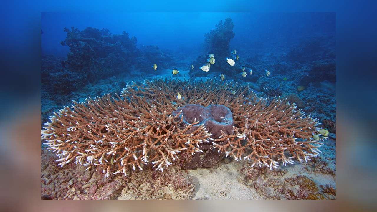 Acropora robusta large colony (Acoporidae) Kadavu, Fiji 7064,Copyright ...