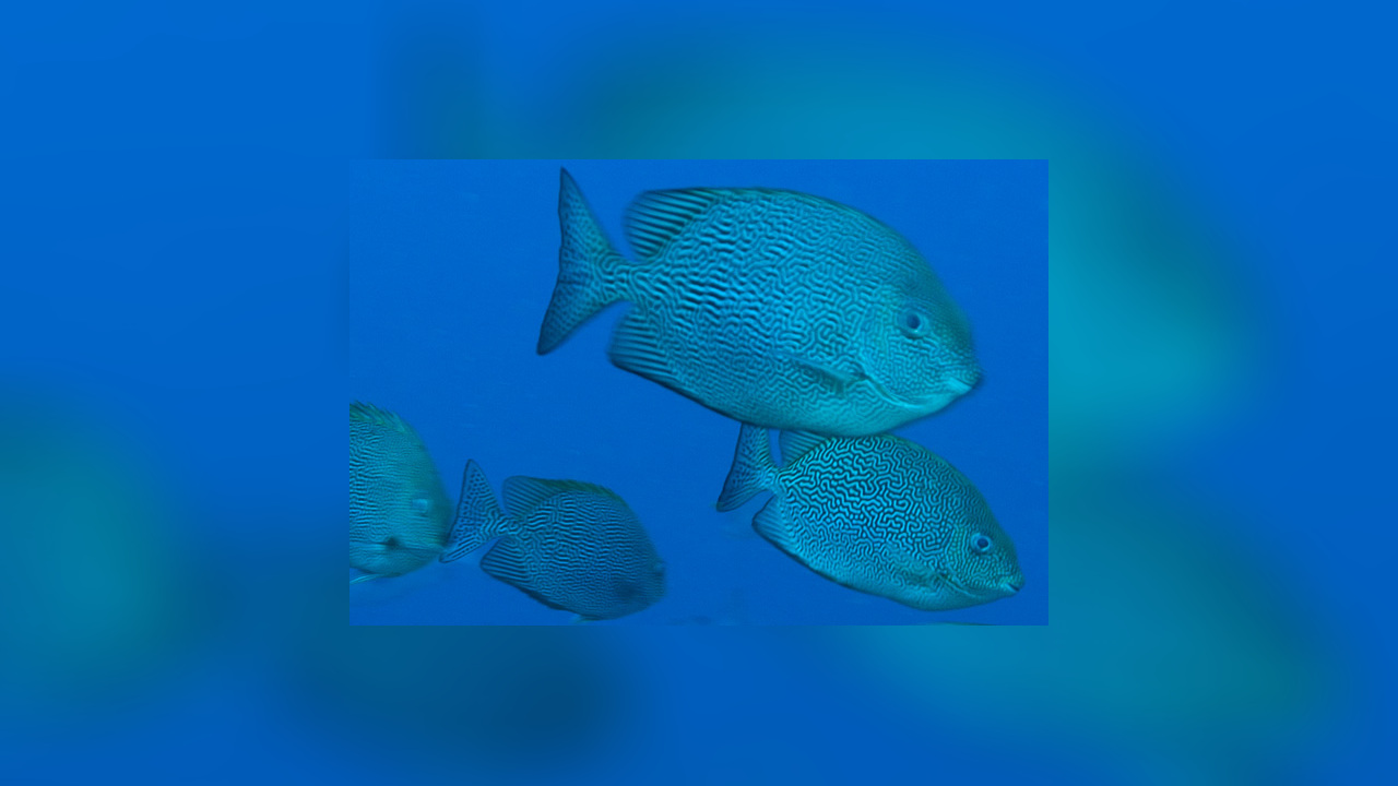 Siganus vermiculatus Vermiculated spinefoot, Maze Rabbitfish
