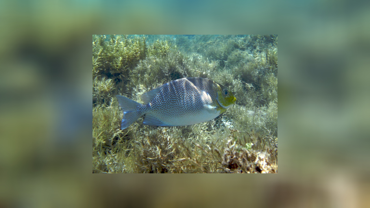 Siganus vermiculatus Vermiculated spinefoot, Maze Rabbitfish