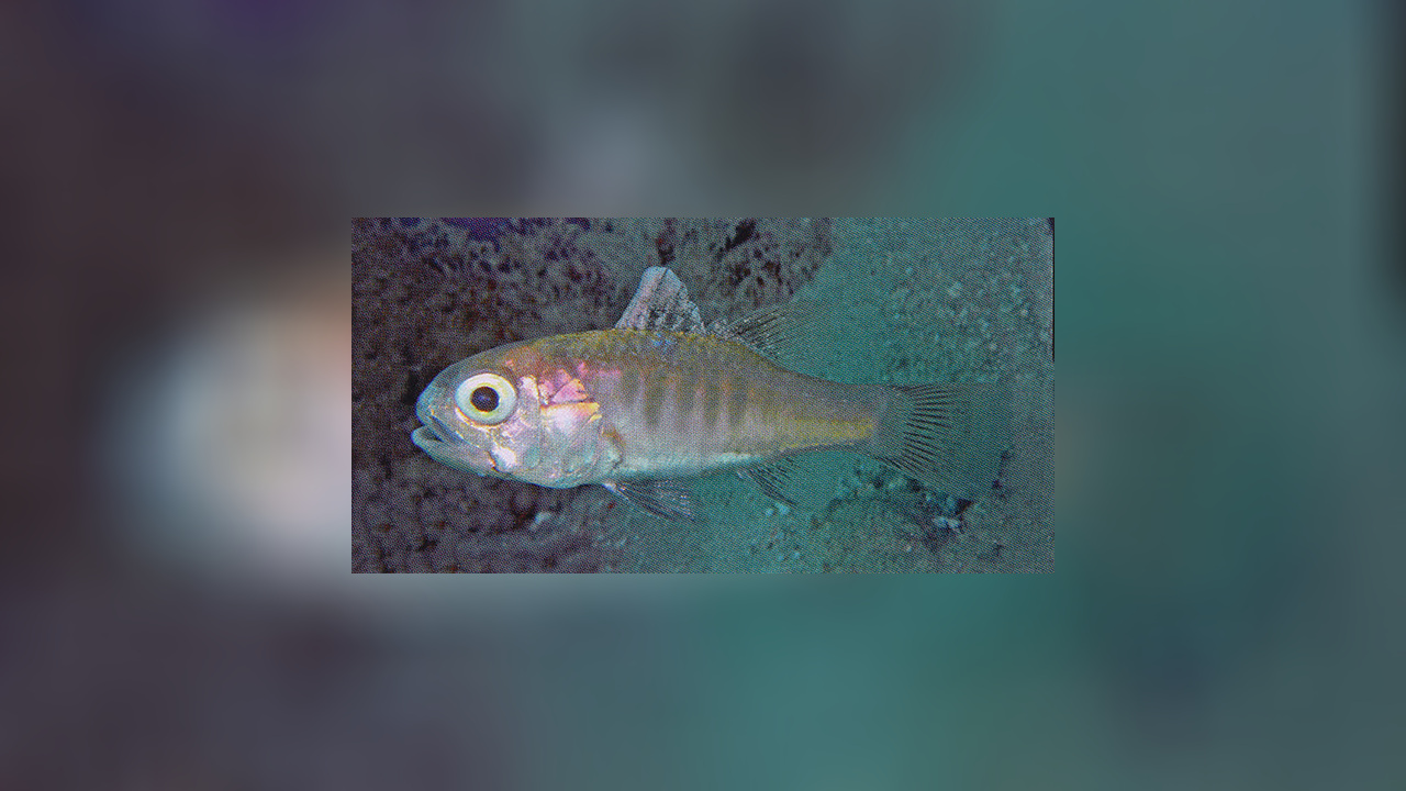 Jaydia photogaster Kardinalbarsch