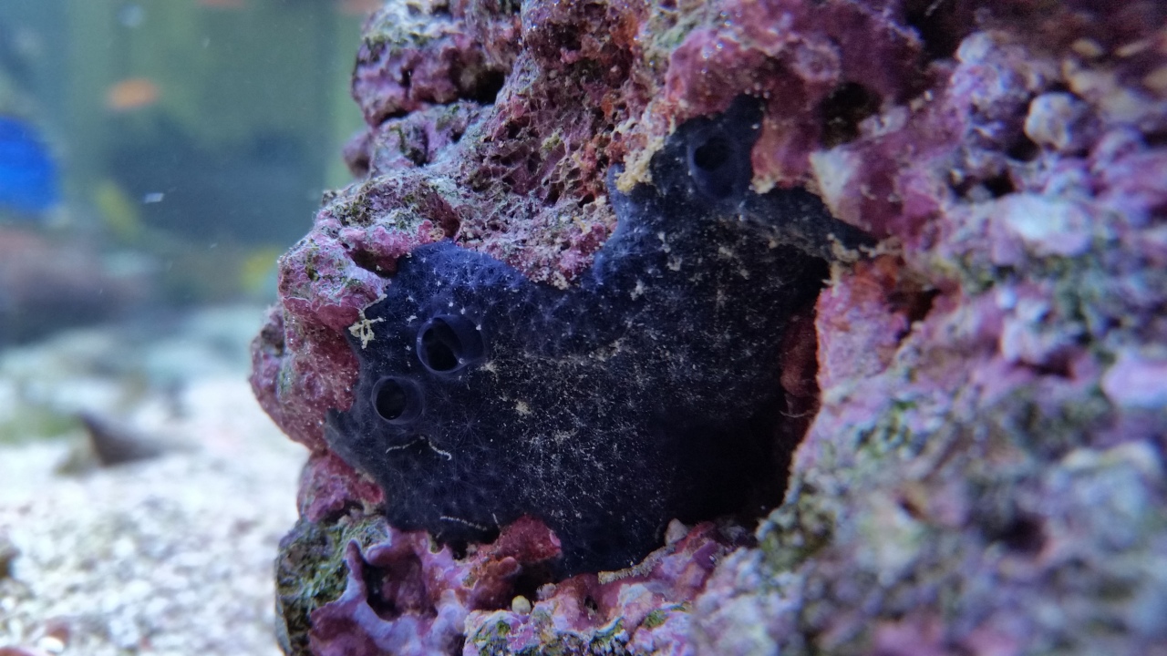 Dysidea sp. Dysidea sp.