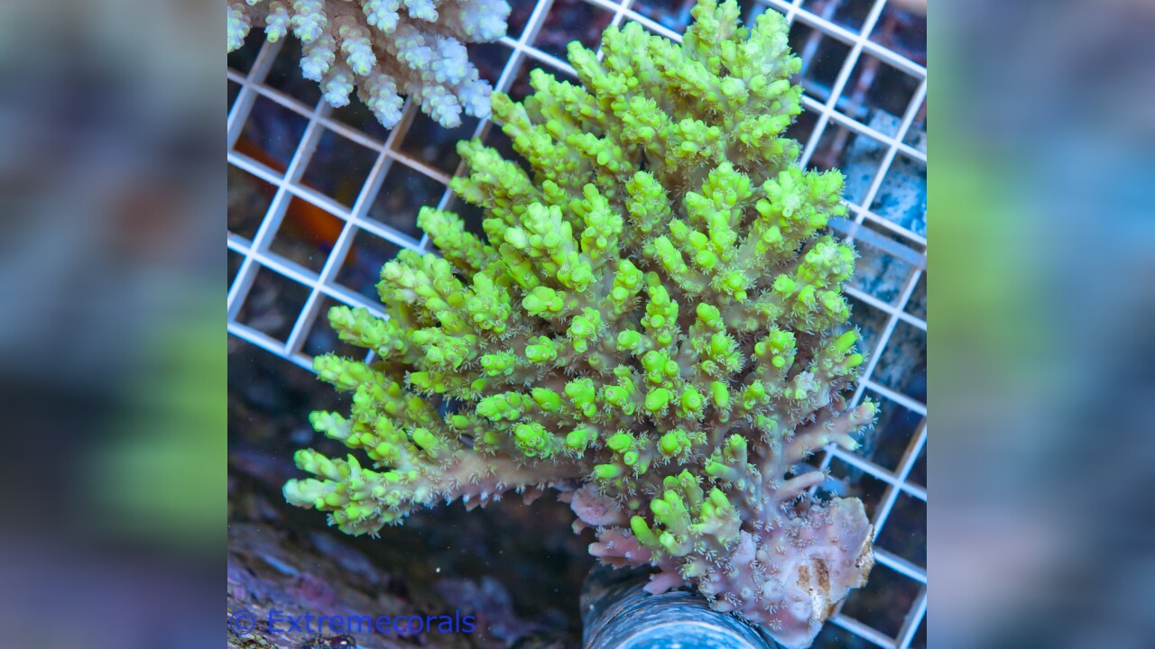 Acropora aculeus Bottlebrush acropora