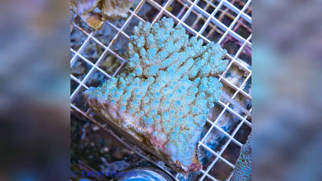 Acropora anthocercis Kleinpolypige Steinkoralle