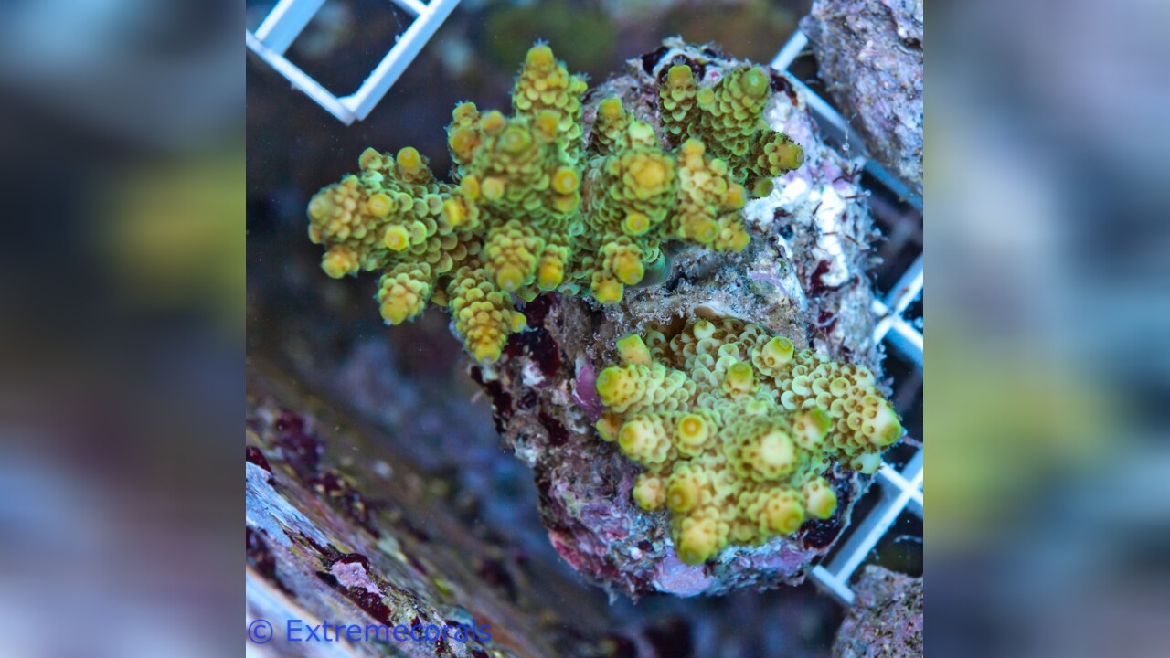 Acropora florida Stony Coral