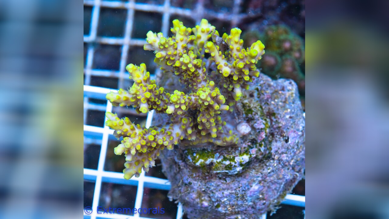 Acropora aculeus Bottlebrush acropora
