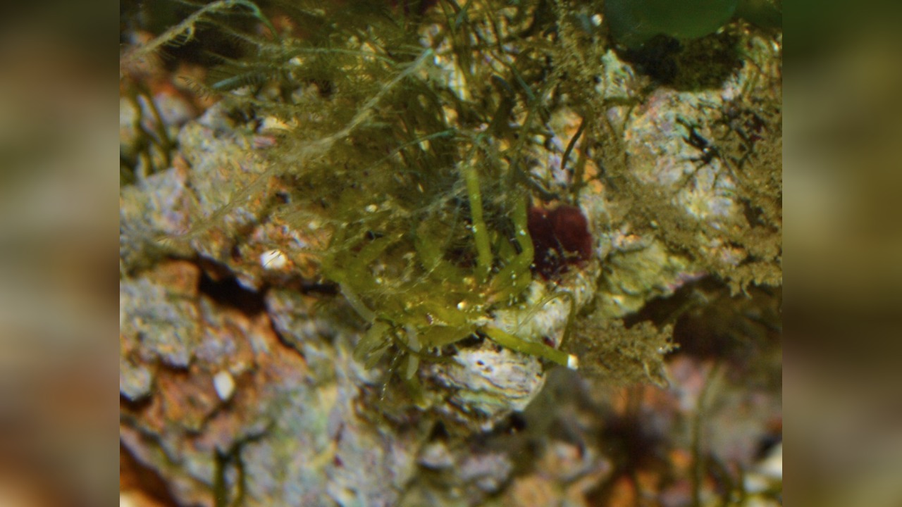 Huenia heraldica Halimeda Crab, Arrowhead Crab