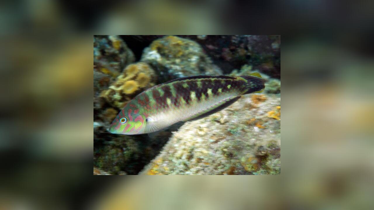 Halichoeres nigrescens Bubblefin wrasse, Diamond wrasse, Dussumier's ...