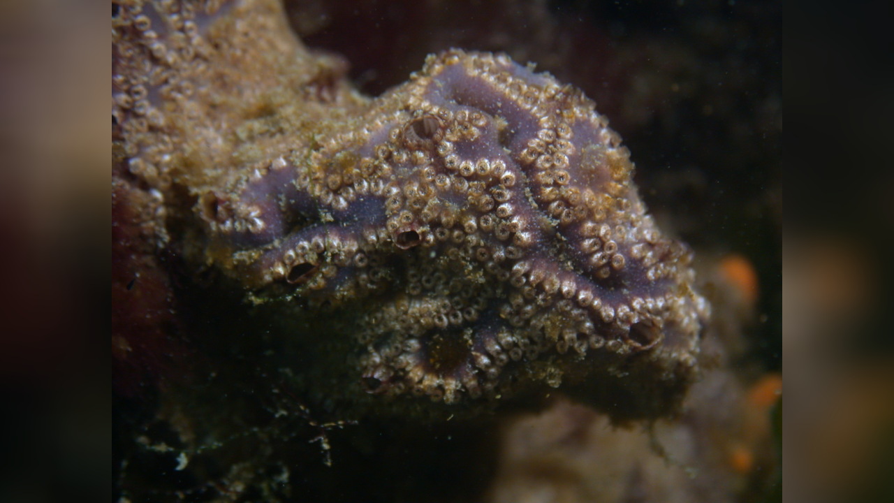 Botrylloides perspicuus Sea squit