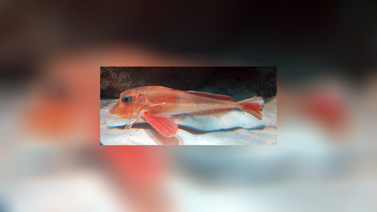Trigla lyra Piper gurnard