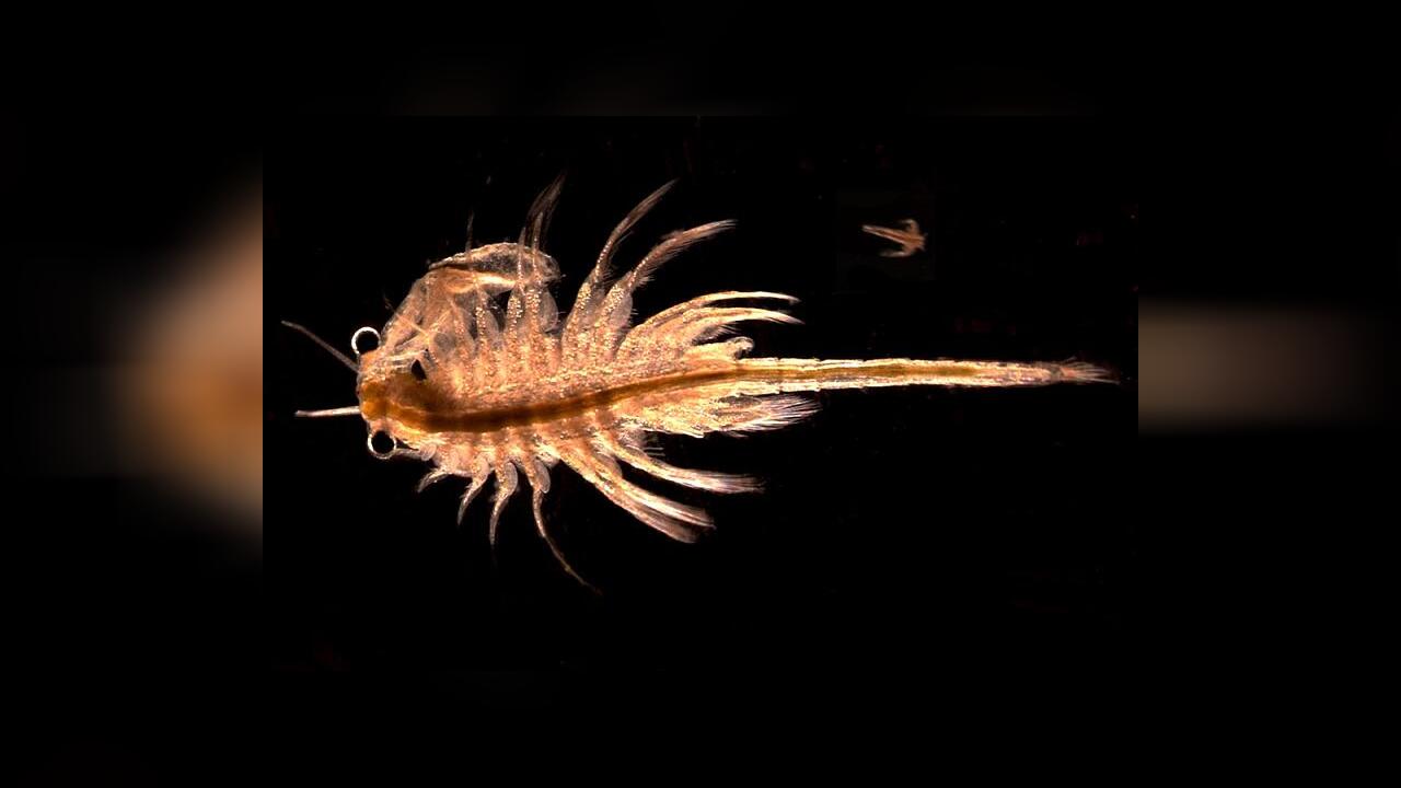 Artemia monica Mono brine shrimp