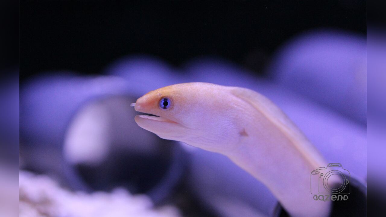 Gymnothorax melatremus Dwarf moray