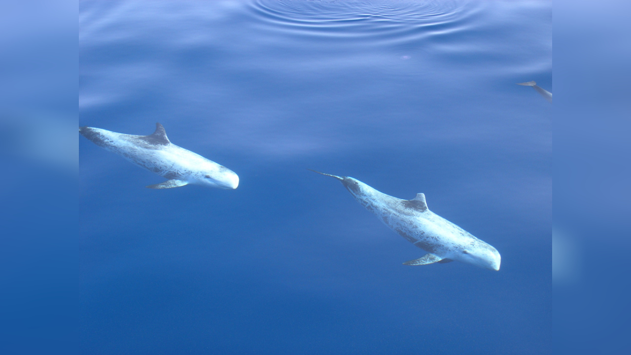 Grampus griseus Risso's dolphin