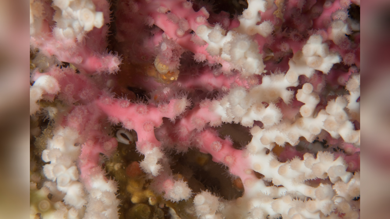 Oculina virgosa Ivory coral
