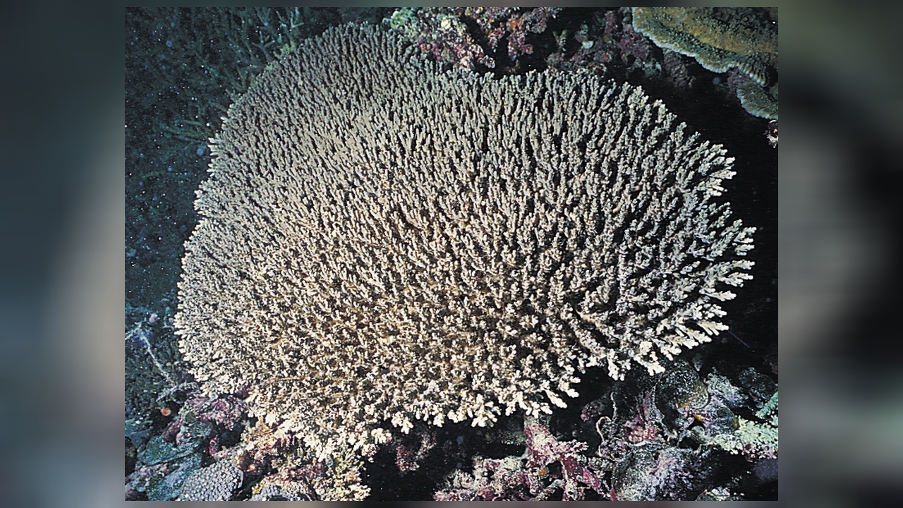 Acropora willisae Acropora willisae