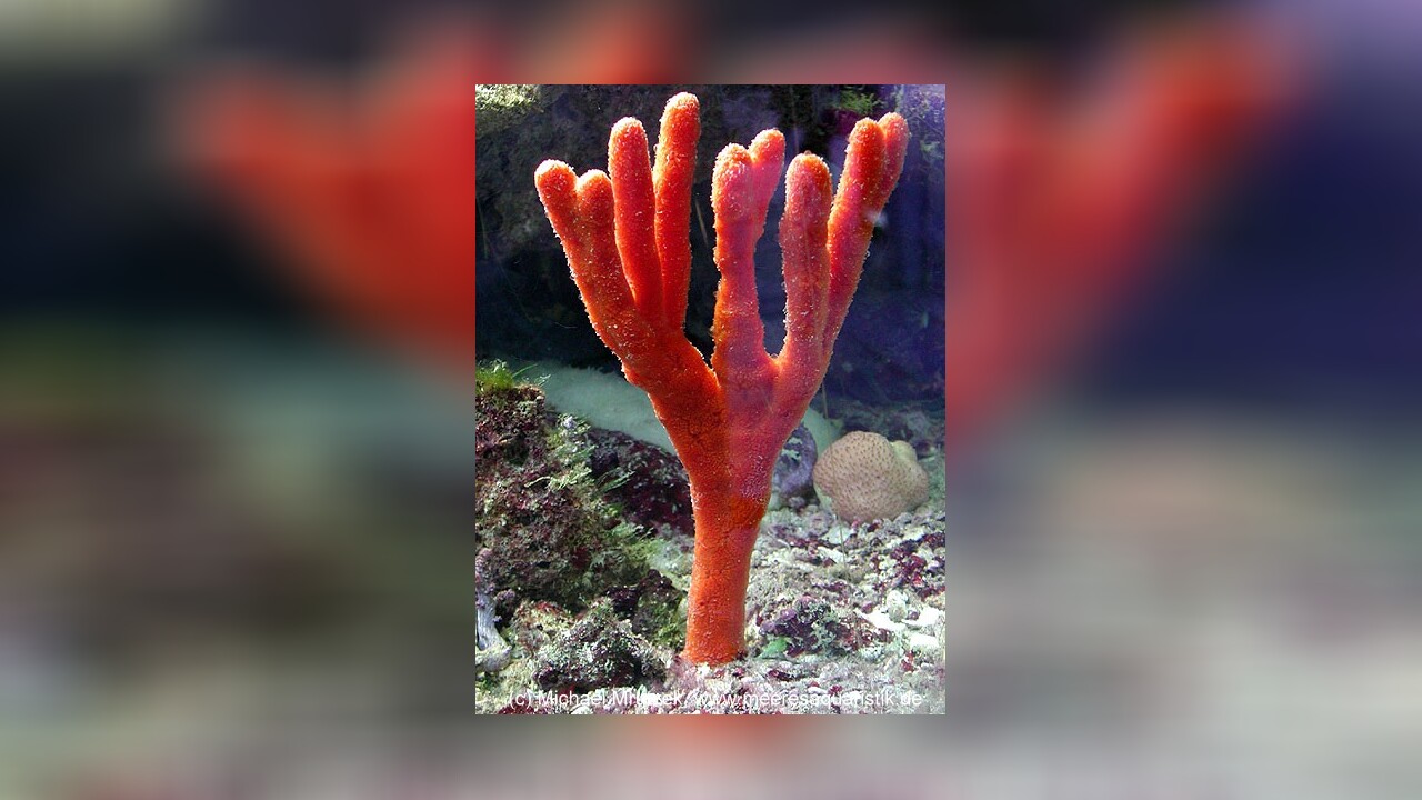 Ptilocaulis sp. 02 Schwamm rot