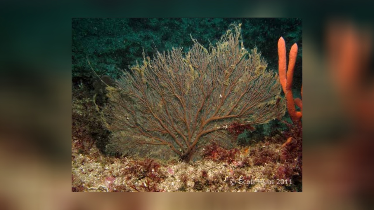 Solanderia fusca Dusky Hydroid