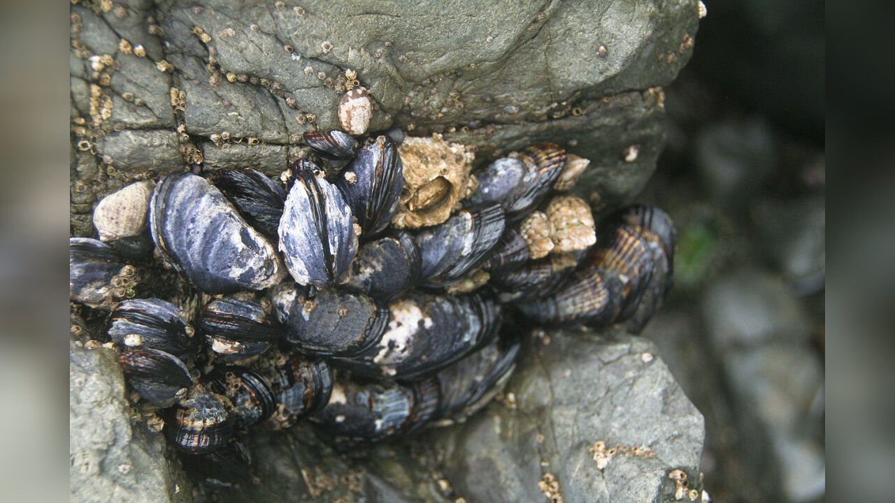 Mytilus californianus Kalifornische Muschel, Kalifornische Miesmuscheln