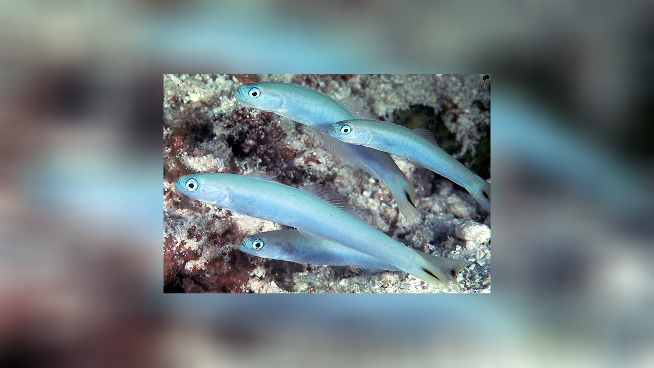 Ptereleotris heteroptera Blacktail Goby, Indigo Dartfish , Pale Gudgeon ...