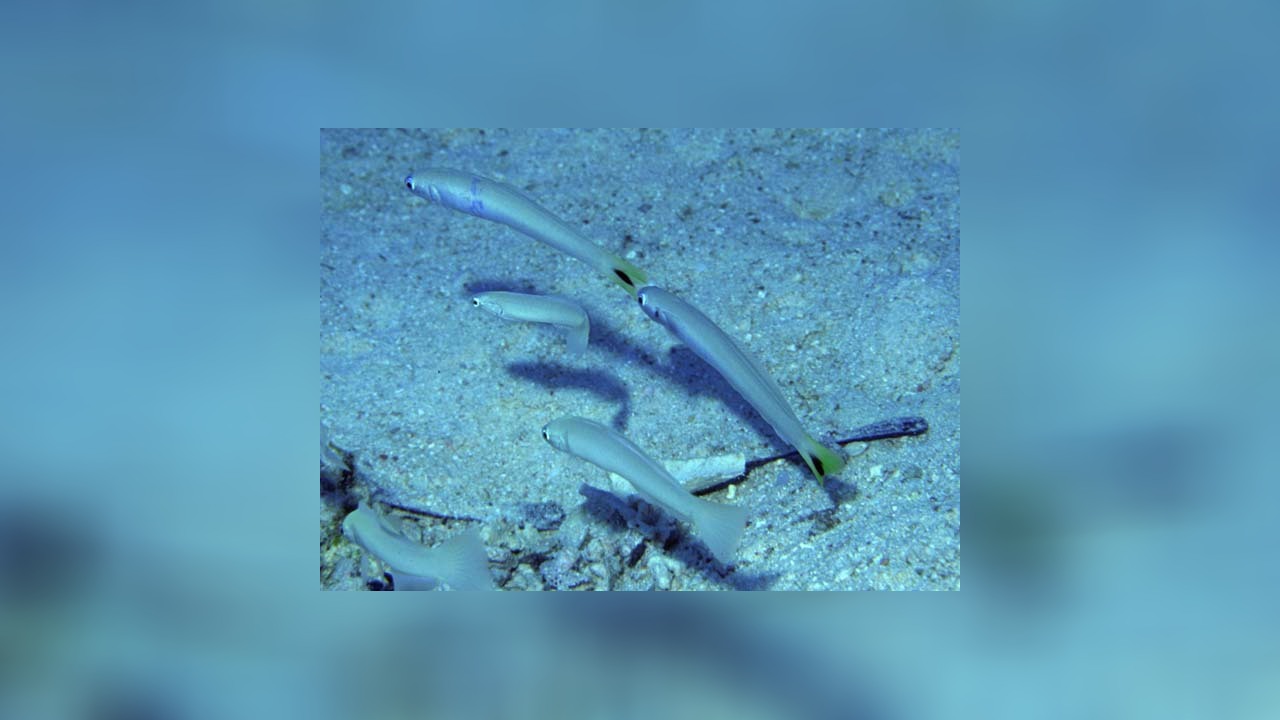 Ptereleotris heteroptera Torpedogrundel
