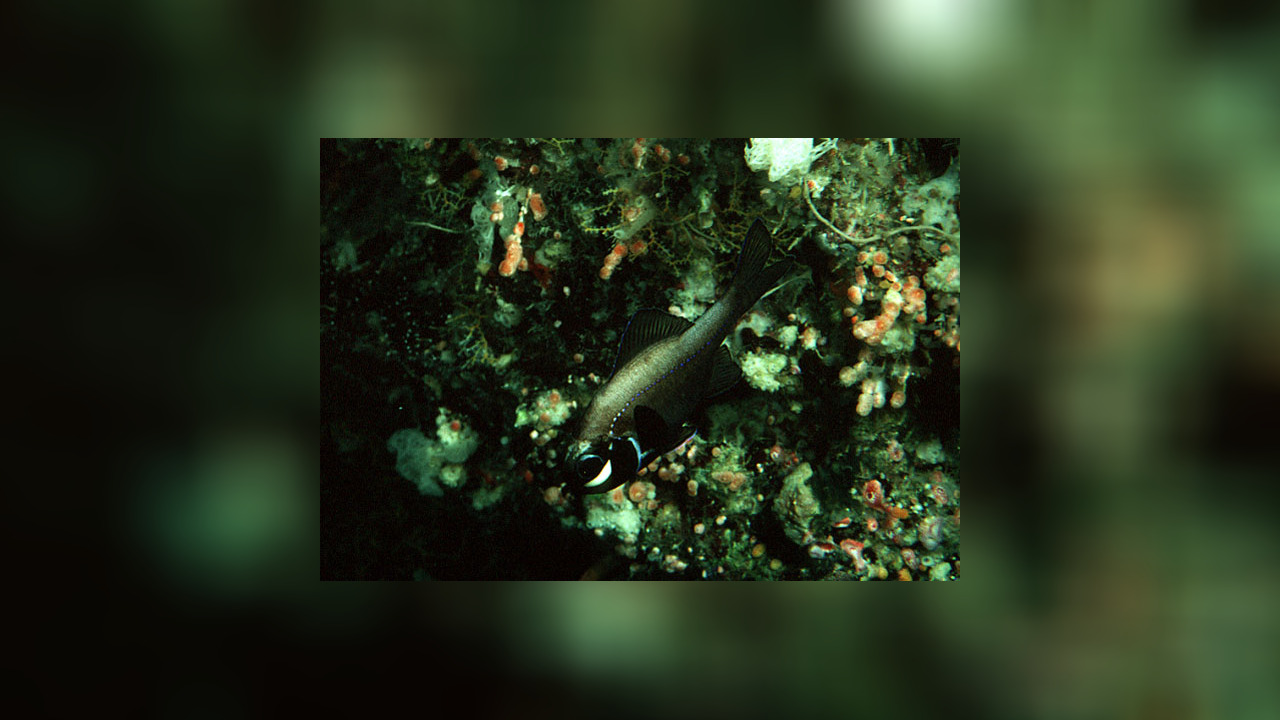 Photoblepharon steinitzi Leuchtfisch