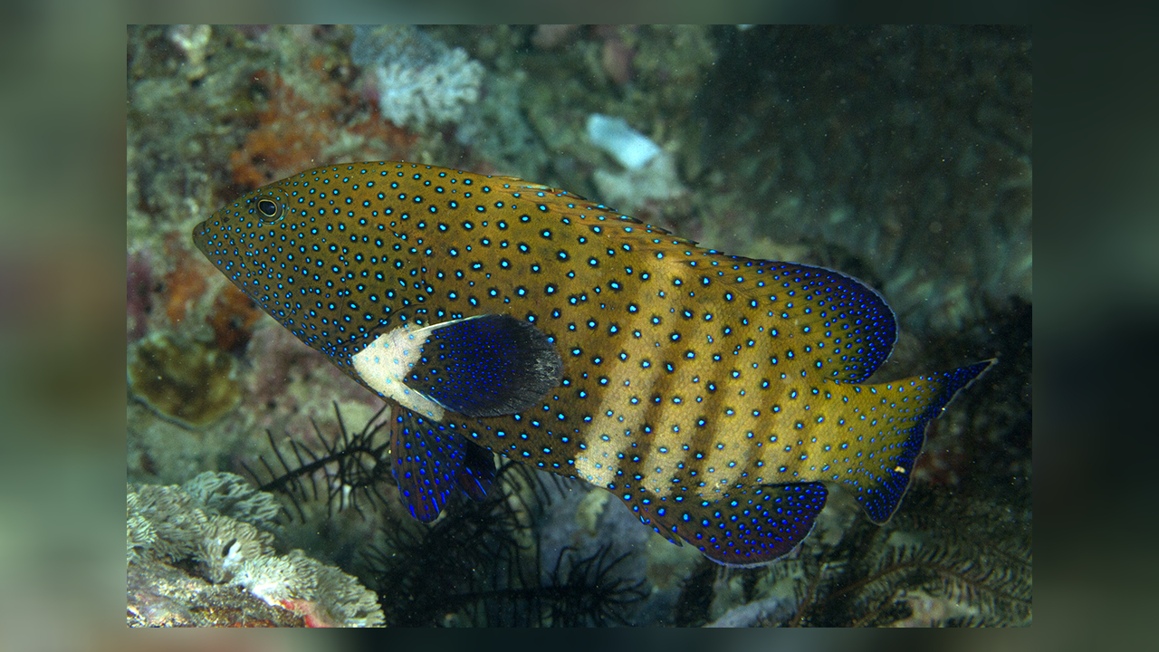 Cephalopholis argus Argus Grouper, Blue-spotted Grouper, Peacock ...
