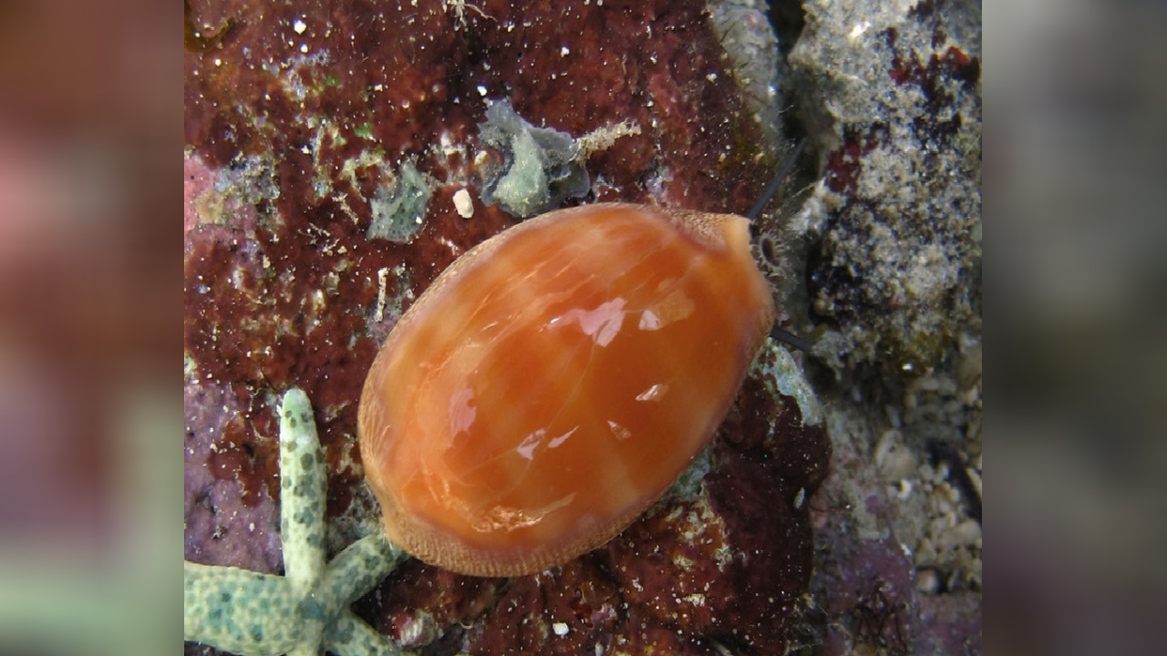 Lyncina carneola Kaurischnecke