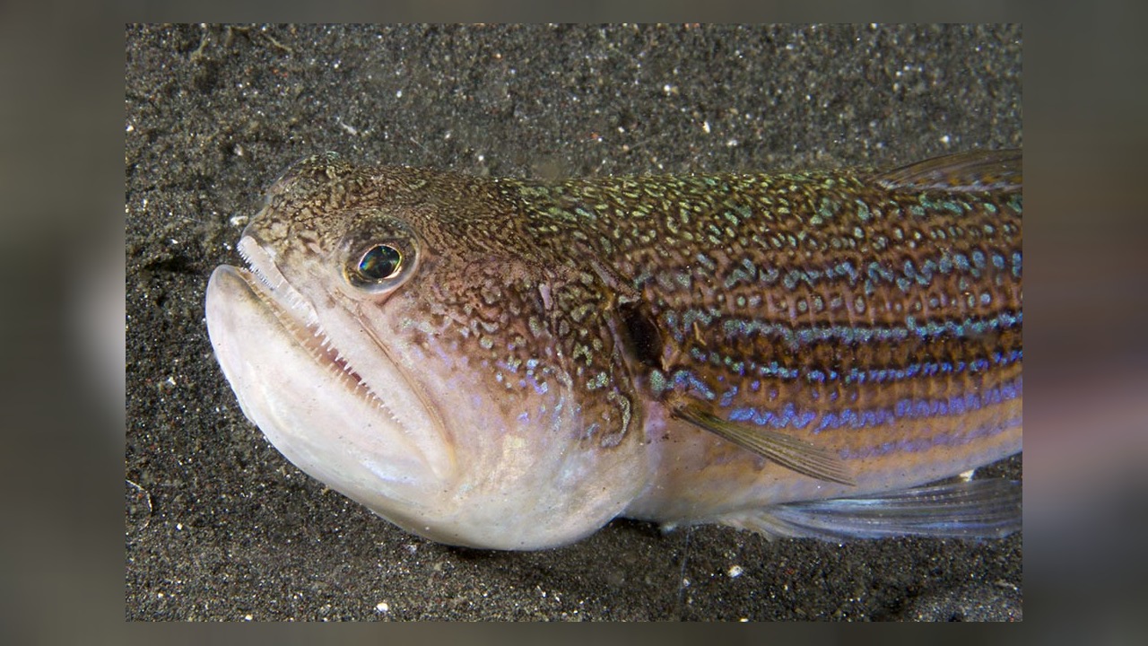 Trachinocephalus myops snakefish, painted grinner