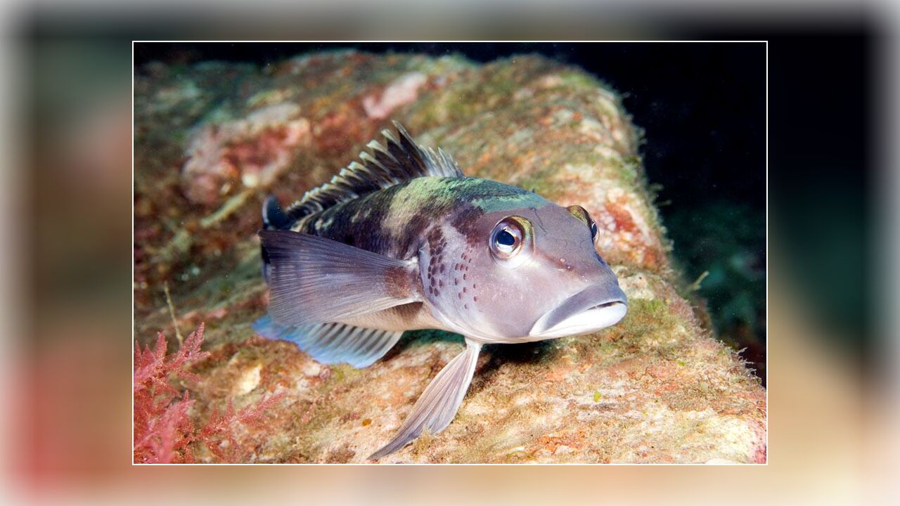 Parapercis colias New Zealand Blue Cod