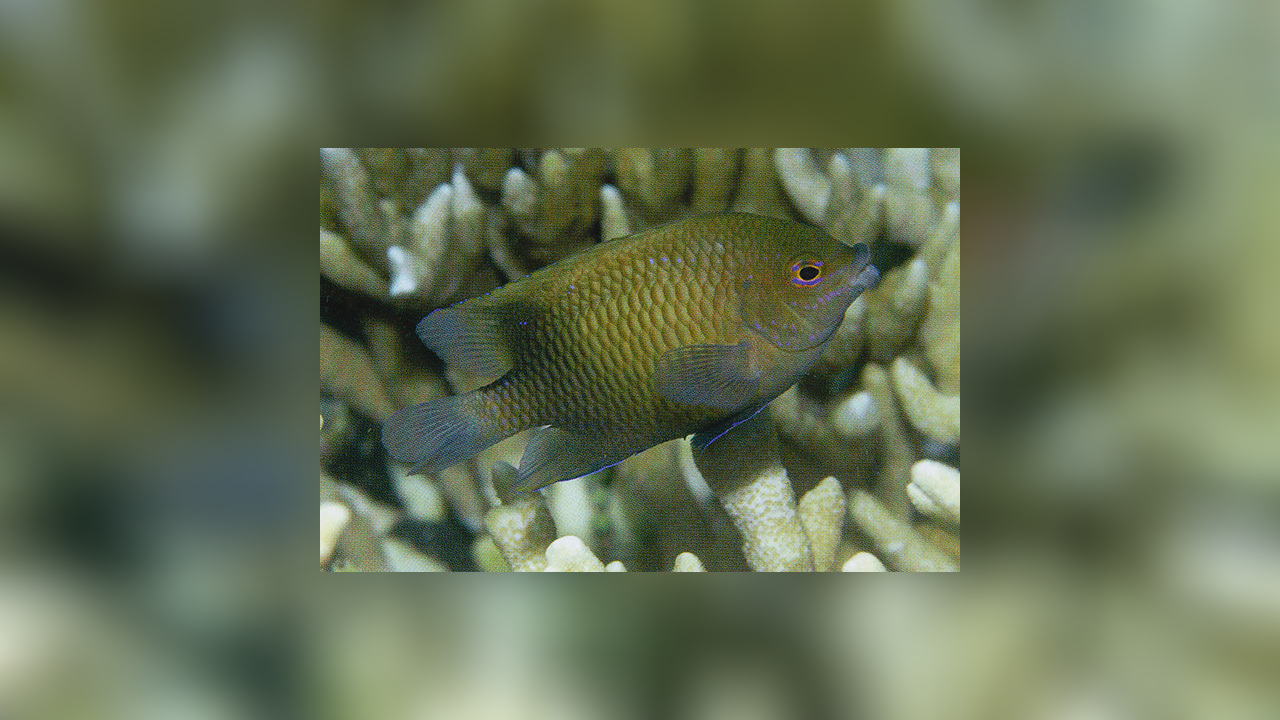 Cheiloprion labiatus Großlippen-Riffbarsch