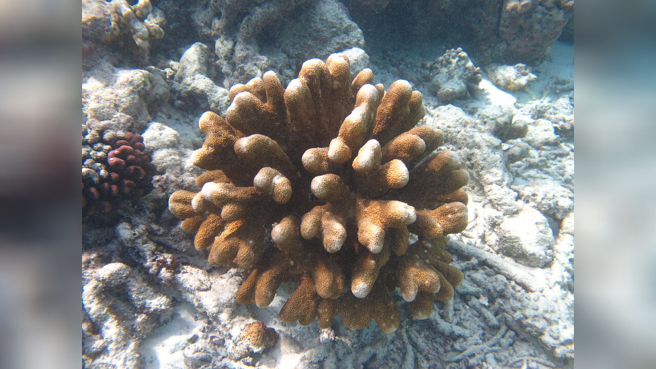 "Acropora palifera Maldives" by MDC Seamarc Maldives - Own work ...