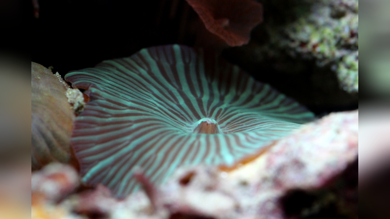 Discosoma sp. 15 Mushroom