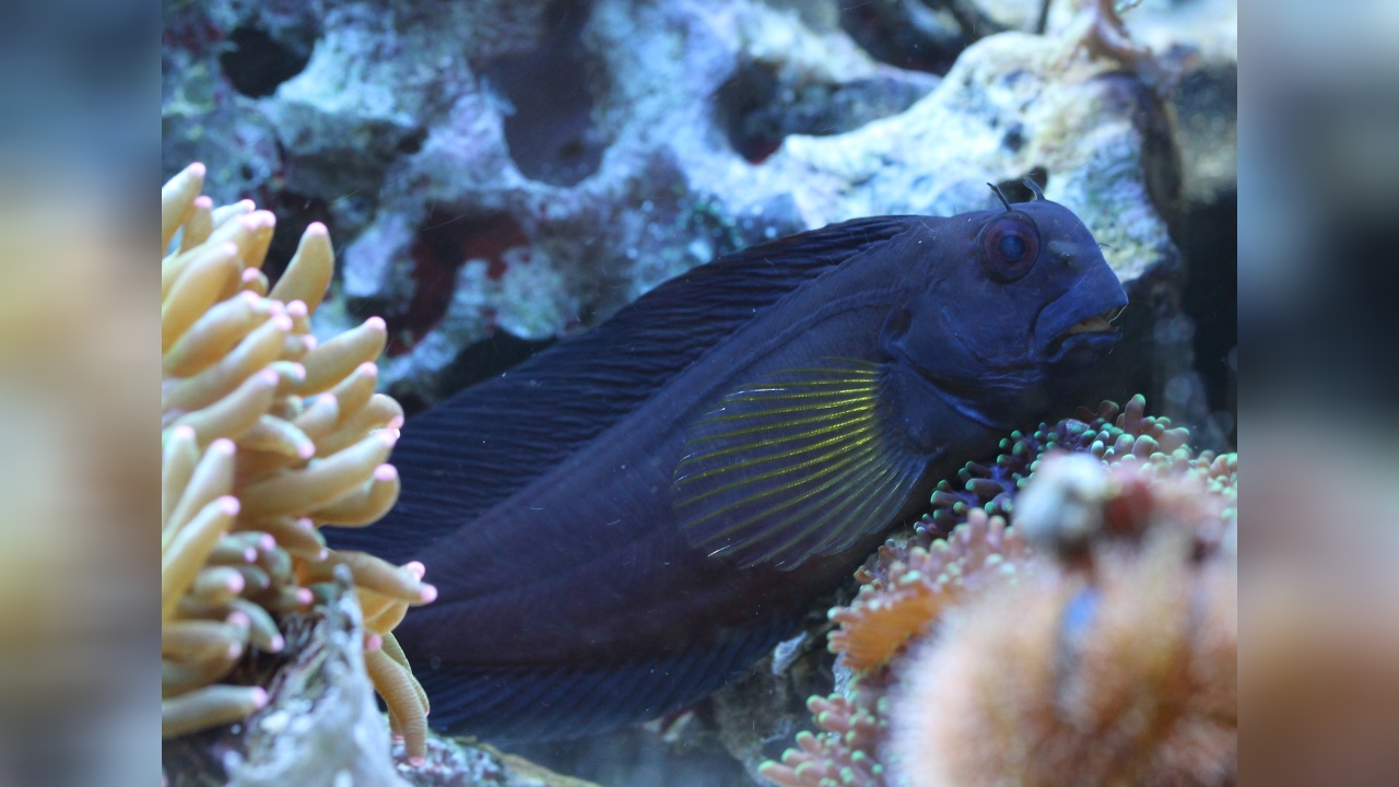 Atrosalarias fuscus Black Blenny, Brown Coral Blenny, Brown Coral ...