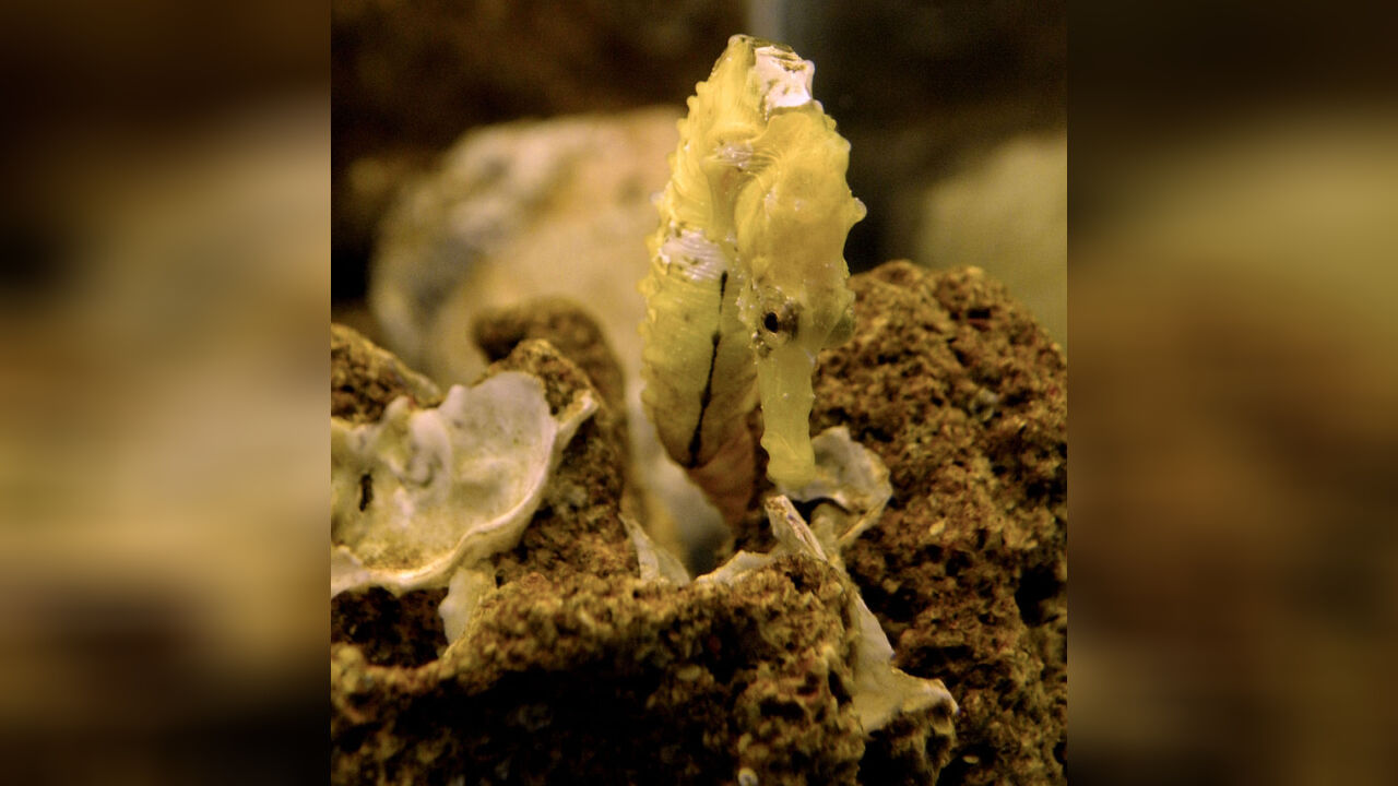 Hippocampus patagonicus Patagonian Seahorse