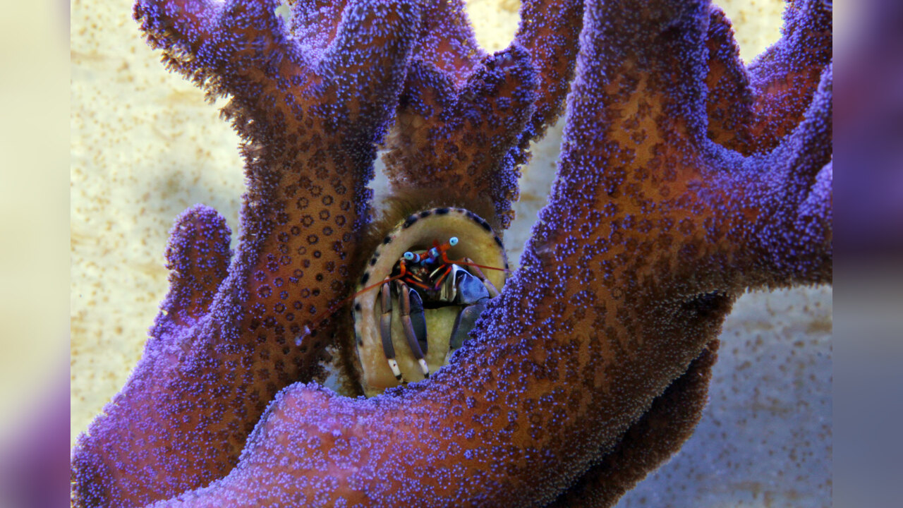 Calcinus laevimanus Großscheren-Einsiedlerkrebs