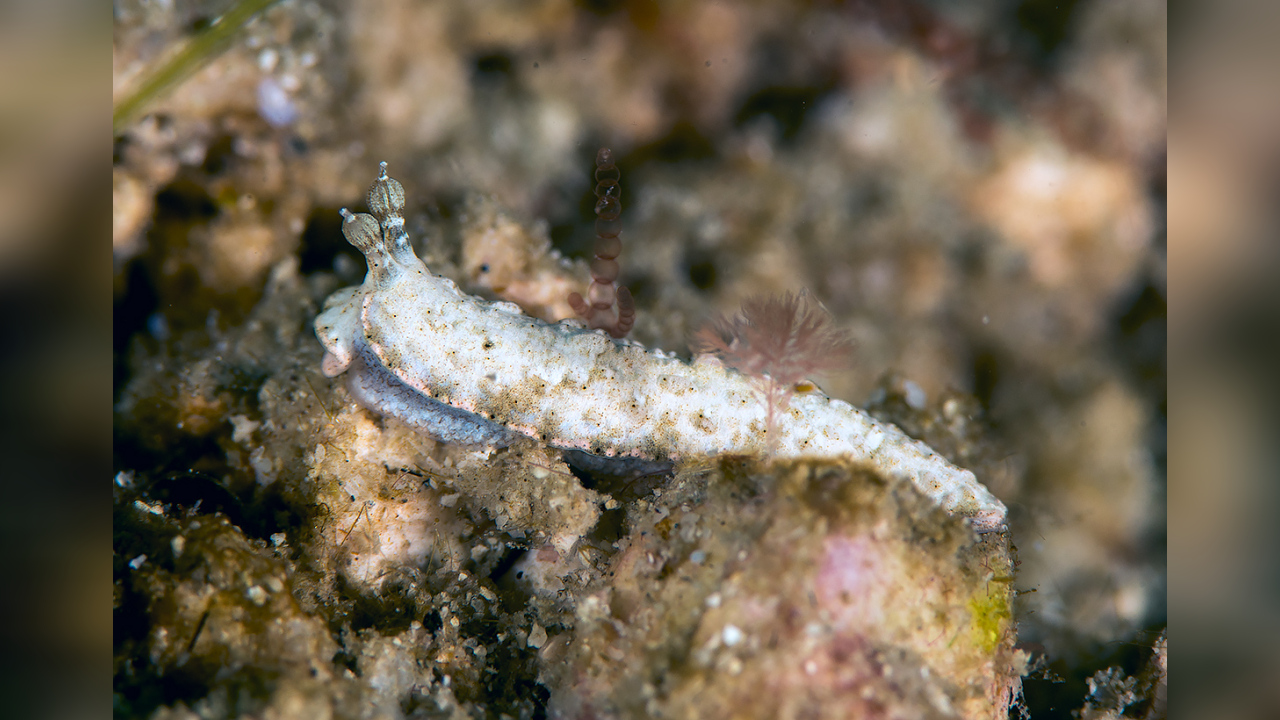 Dermatobranchus tuberculatus Nudibranch