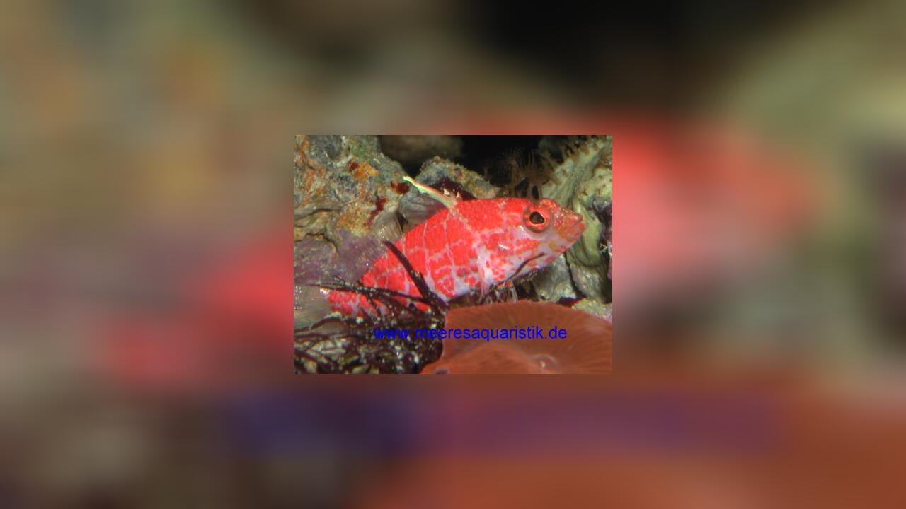 Plectranthias inermis ray-finned fish