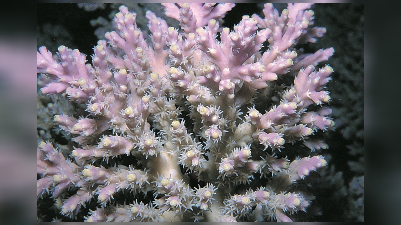Acropora horrida Stoney Coral blue staghorn