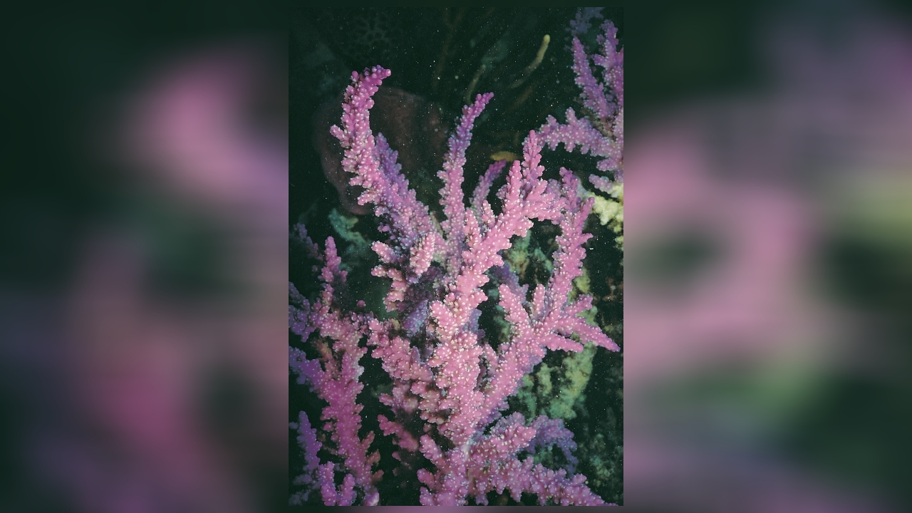 Acropora horrida Stoney Coral blue staghorn