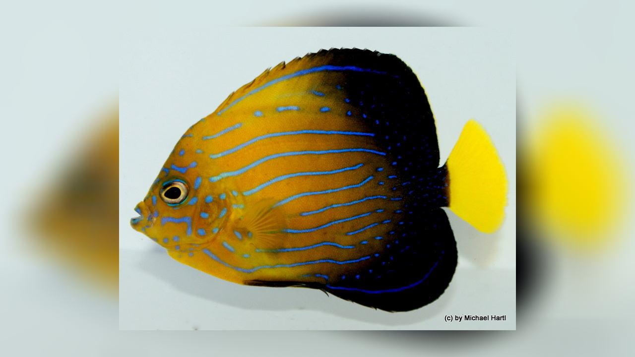 Chaetodontoplus septentrionalis Bluestriped angelfish