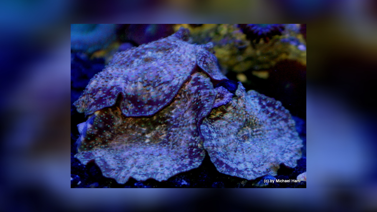 Discosoma sp. 04 Mushroom Anemones