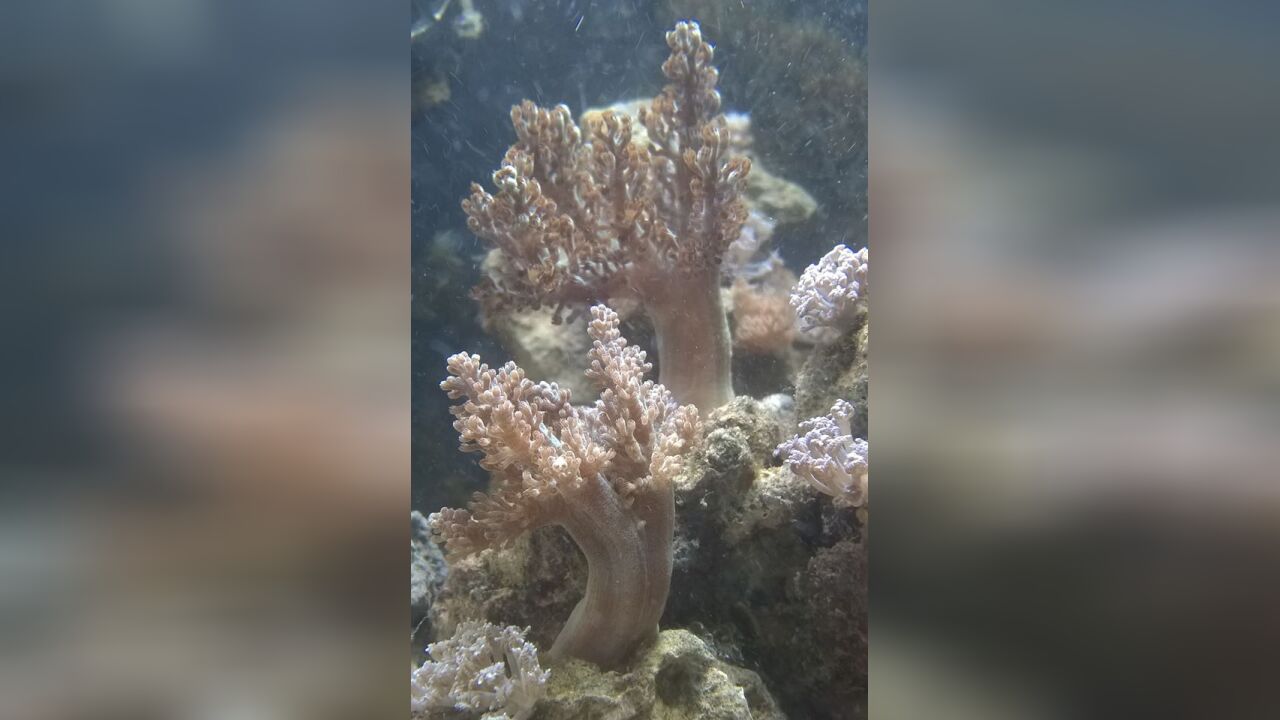 Capnella sp. 02 Capnella sp. 02