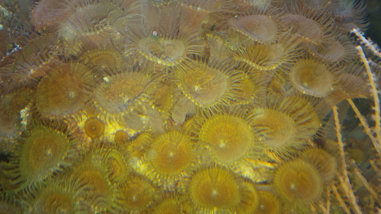 Palythoa mutuki Button Coral, Broad zoanthid
