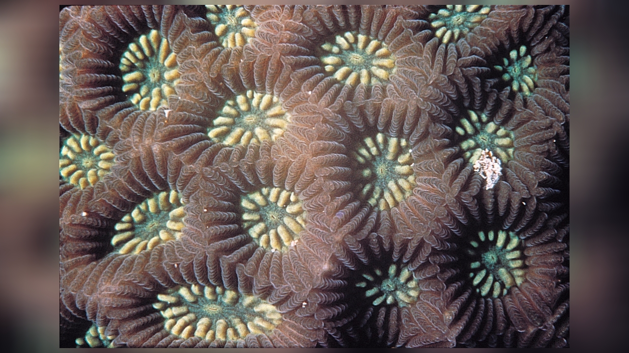 Goniastrea aspera Stony Coral