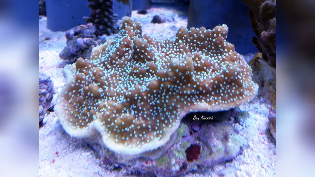 Montipora australiensis pore coral